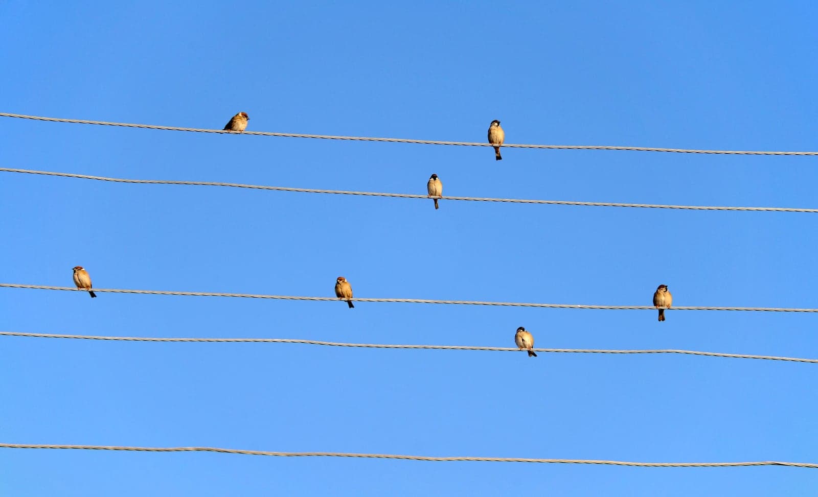 Finland’s Elenia installs grid bird balls to ward overhead line | Enlit ...